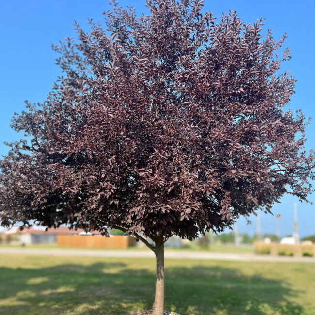 Native Species – Harrisonburg Landscaping | Grass Roots