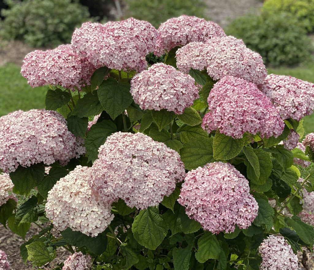 Incrediball, Hydrangea – Harrisonburg Landscaping | Grass Roots