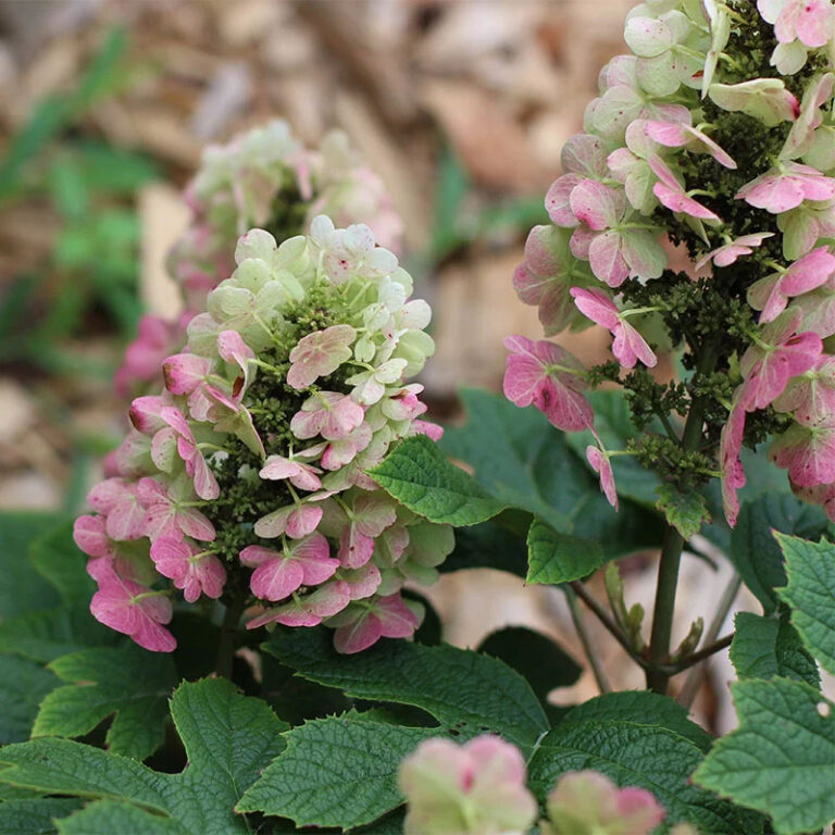 Standard Limelight, Hydrangea – Harrisonburg Landscaping | Grass Roots